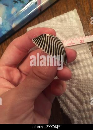 Ponderous Ark (Noetia ponderosa) Mollusca Stock Photo - Alamy