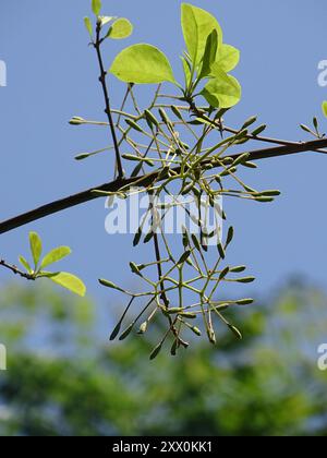 Native Bougainvillea (Pisonia aculeata) Plantae Stock Photo - Alamy