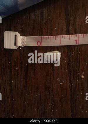 Transverse Ark (Anadara transversa) Mollusca Stock Photo - Alamy