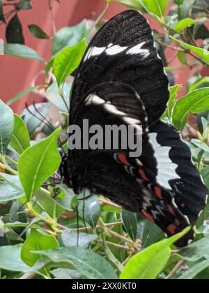 Orchard Swallowtail (Papilio aegeus) Insecta Stock Photo - Alamy