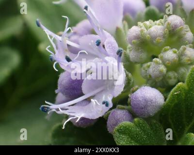 Common Bluebeard (Caryopteris incana) Plantae Stock Photo - Alamy