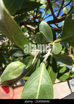 Green Buttonwood (Conocarpus erectus) Plantae Stock Photo - Alamy