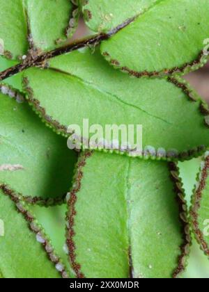 Myrtle Fern (Pellaea pteroides Stock Photo - Alamy