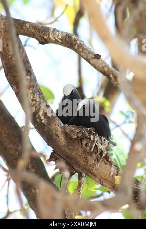 Black Noddy (Anous minutus) Aves Stock Photo - Alamy