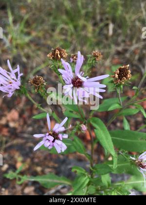 Elliott's aster (Symphyotrichum elliottii) Plantae Stock Photo - Alamy