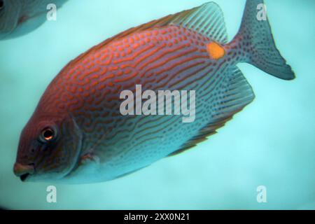 Goldlined Rabbitfish (Siganus lineatus) Actinopterygii Stock Photo - Alamy