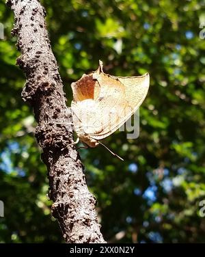 Tropical Leafwing (Anaea aidea) Insecta Stock Photo - Alamy