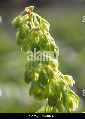 Japanese Dock (Rumex japonicus), Plantae, Kamikoshikicho Eishi ...