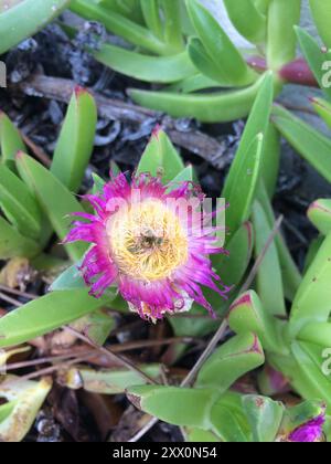 Sally-my-handsome (Carpobrotus acinaciformis) Plantae Stock Photo - Alamy