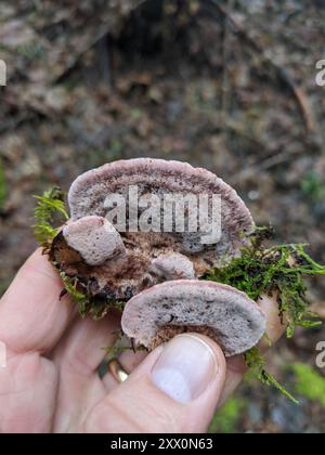 Rosy Conk (Fomitopsis cajanderi), Fungi, Mountain Charlie Rd, Los Gatos ...