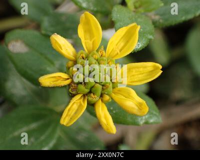 (Wedelia prostrata) Plantae Stock Photo - Alamy