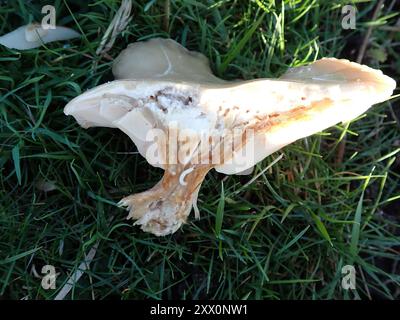 Field Blewit (Collybia personata) Fungi Stock Photo - Alamy