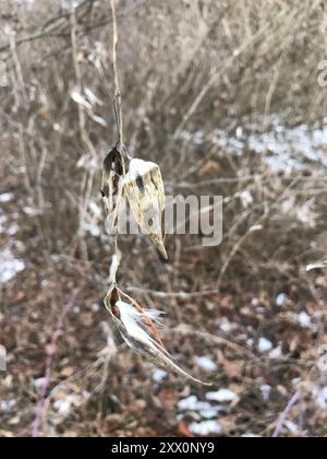 European swallow-wort (Vincetoxicum rossicum) Plantae Stock Photo - Alamy