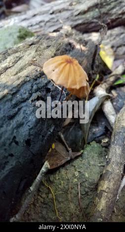 Orange Pinwheel (Marasmius siccus) Fungi Stock Photo - Alamy