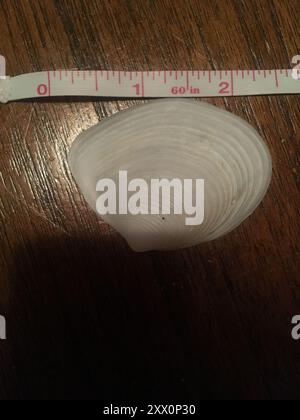 Channeled Duck Clam (Raeta plicatella) Mollusca Stock Photo - Alamy