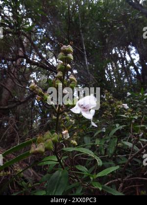 Christmas Bush (Prostanthera lasianthos) Plantae Stock Photo - Alamy