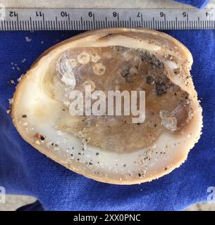 Southern Quahog (Mercenaria campechiensis) Mollusca Stock Photo - Alamy