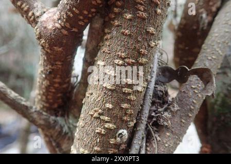 Monkey Rope (Secamone alpini) Plantae Stock Photo - Alamy