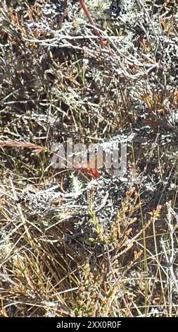 Golden Hunting Wasp (Sphictostethus nitidus) Insecta Stock Photo - Alamy