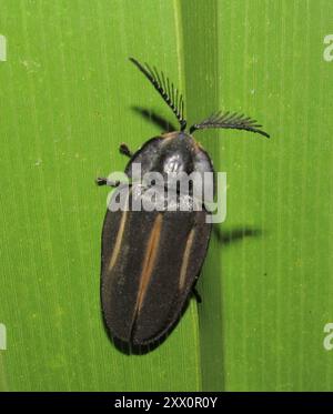 typical fireflies (Lampyrinae) Insecta Stock Photo - Alamy