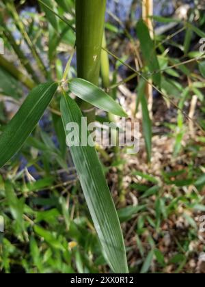 river cane (Arundinaria gigantea) Plantae Stock Photo - Alamy