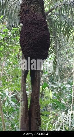 Conehead Termites (Nasutitermes) Insecta Stock Photo - Alamy