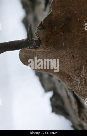 (Phellinopsis conchata) Fungi Stock Photo - Alamy