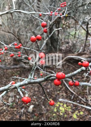 possumhaw (Ilex decidua) Plantae Stock Photo - Alamy