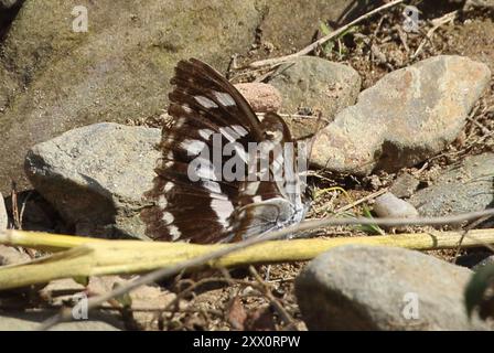 Sergeant Emperor (Mimathyma chevana) Insecta Stock Photo - Alamy