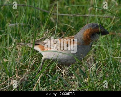 (Passer motitensis subsolanus) Aves Stock Photo - Alamy