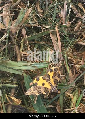 Leopard Moths (Pantherodes) Insecta Stock Photo - Alamy