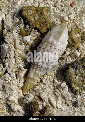 Cerith Snails and Allies (Cerithioidea) Mollusca Stock Photo - Alamy