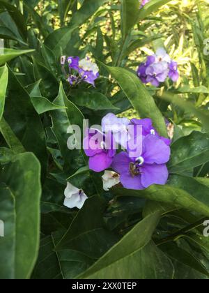 Mayan Melipona (Melipona beecheii) Insecta Stock Photo - Alamy
