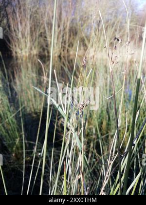 Hard Rush (Juncus inflexus) Plantae Stock Photo - Alamy