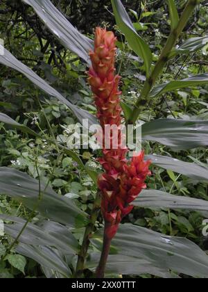neesam ginger (Zingiber neesanum) Plantae Stock Photo - Alamy
