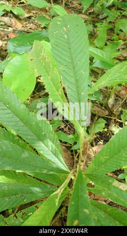 Guinea-flower family (Dilleniaceae) Plantae Stock Photo - Alamy