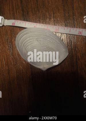 Channeled Duck Clam (Raeta plicatella) Mollusca Stock Photo - Alamy