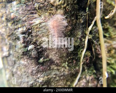 Lichen Moths (Lithosiini) Insecta Stock Photo - Alamy