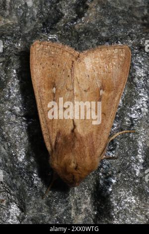 The Clay (Mythimna ferrago) Insecta Stock Photo - Alamy
