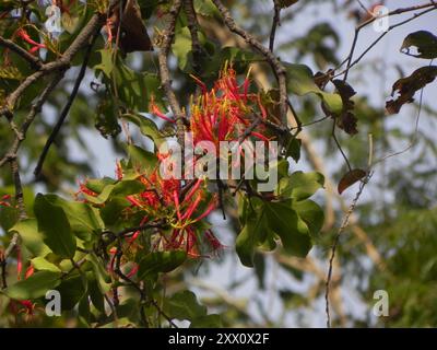 leafy mistletoe (Dendrophthoe falcata) Plantae Stock Photo - Alamy