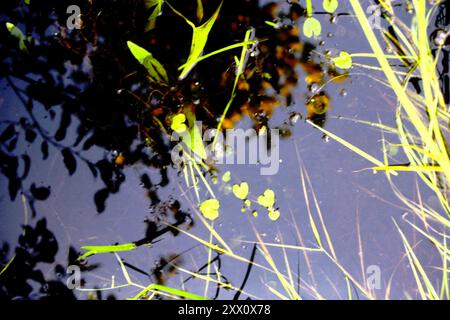 Floating Marsh-marigold (Caltha natans) Plantae Stock Photo - Alamy