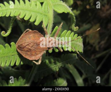 (Harpactor angulosus) Insecta Stock Photo - Alamy