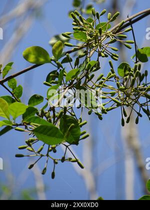 Native Bougainvillea (Pisonia aculeata) Plantae Stock Photo - Alamy