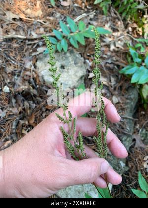 Mexican Flowering Fern (Anemia mexicana) Plantae Stock Photo - Alamy
