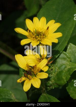 sea daisy (Wollastonia biflora) Plantae Stock Photo - Alamy