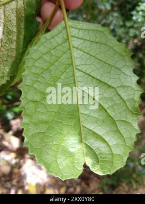 Assegai tree (Curtisia dentata) Plantae Stock Photo - Alamy