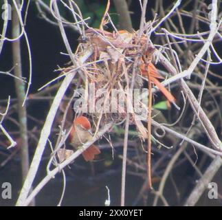 Rusty-backed Spinetail (Cranioleuca vulpina) Aves Stock Photo - Alamy