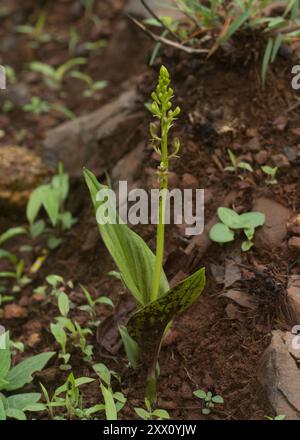 fragrant liparis (Liparis odorata) Plantae Stock Photo - Alamy