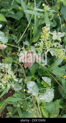 Rattlepods (Crotalaria) Plantae Stock Photo - Alamy