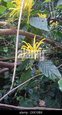 Yellow Jacobinia (Justicia aurea) Plantae Stock Photo - Alamy